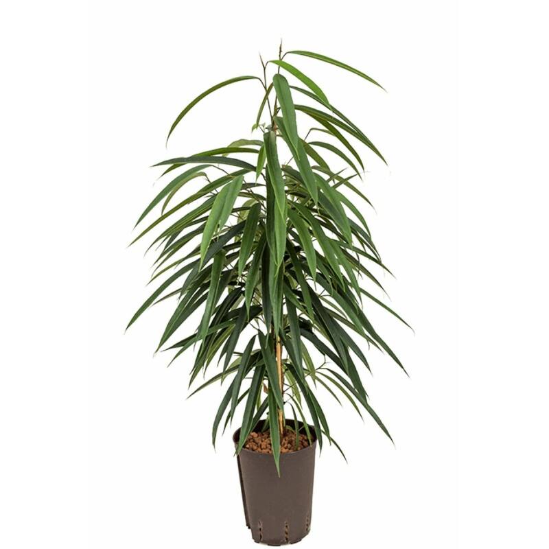 Ficus longifolia 'Alii' 100-120, 18-19 - HYDROKULTUR Spezialist - Ihr ...