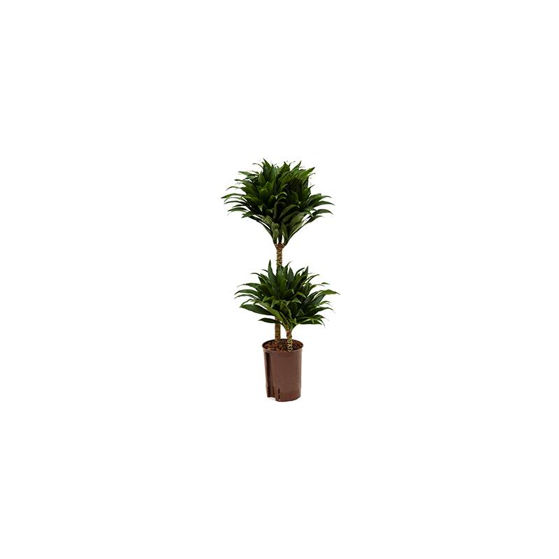 Dracaena der. 'Janet Craig Compacta' 45/15 - Ø 15/19, ( 60 - 80) - HY ...